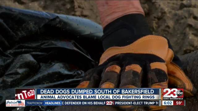Dead dogs on the side of the road cause concern for local animal ...