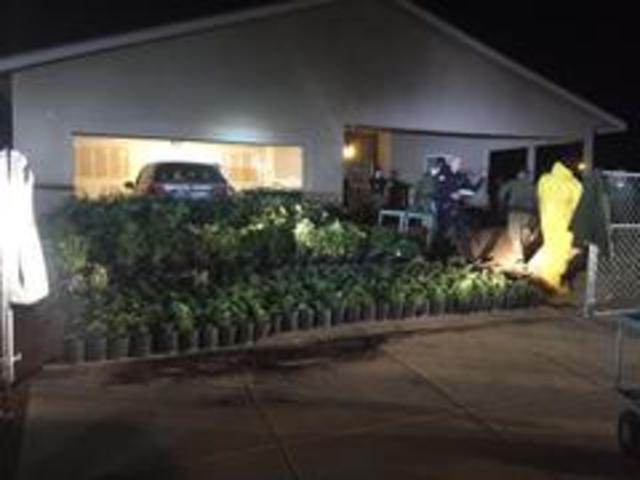 Three people arrested, nearly 2,000 pot plants seized in California ...