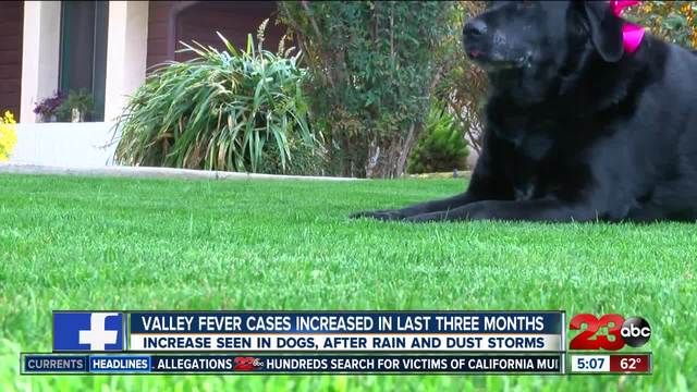 Valley fever cases for dogs have spiked in the last three months ...