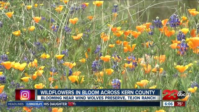 Wildflowers bloom across Kern County - turnto23.com Bakersfield, CA