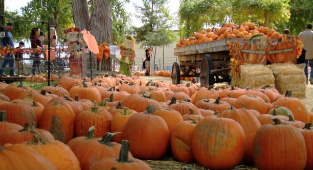 Made in Kern County: Banducci Family Pumpkin Patch - turnto23.com ...